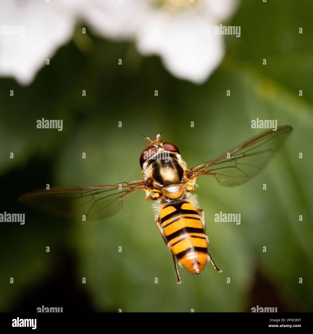 A selective focus of a marmalade hoverfly in a field under the sunlight with a blurry background ...