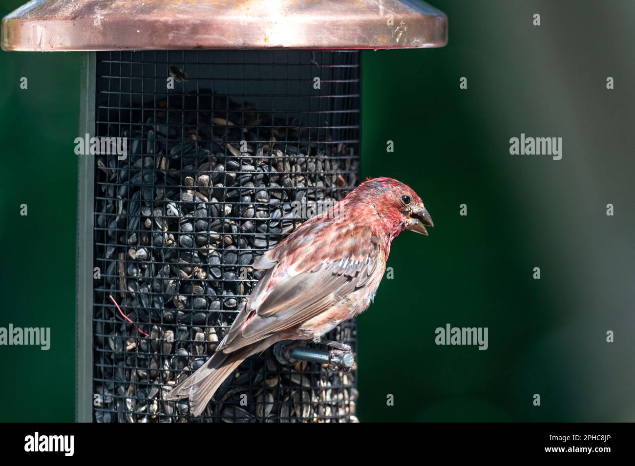 Molting process hi-res stock photography and images - Alamy
