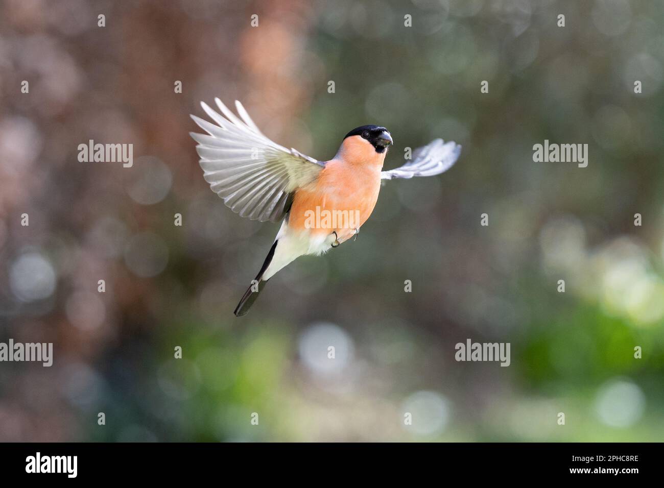 Flying bullfinch uk hi-res stock photography and images - Alamy
