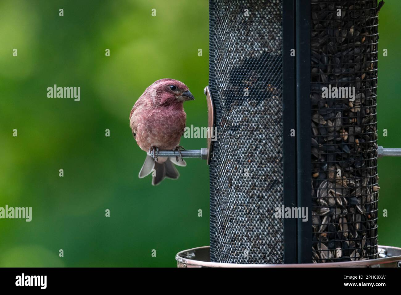 Seeds eater hi-res stock photography and images - Alamy