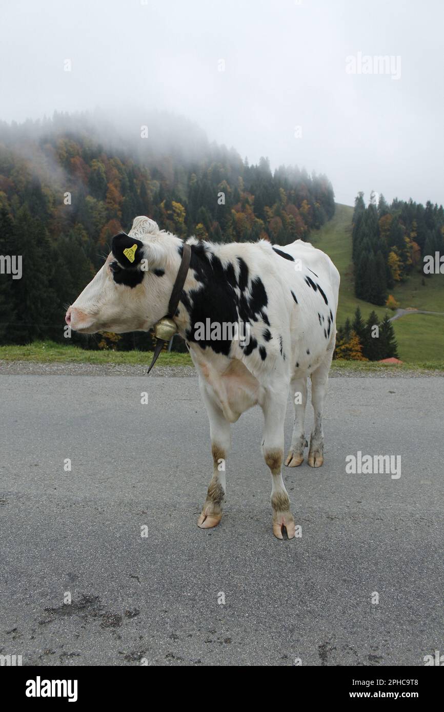 A black and white cow standing in the middle of a road and looking ...