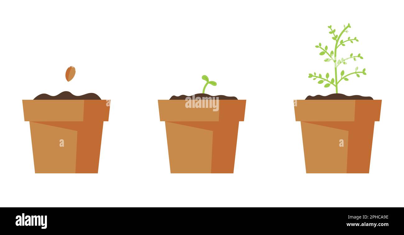 Process Of Growing Little Home Tree. Gardening, Planting Concept ...