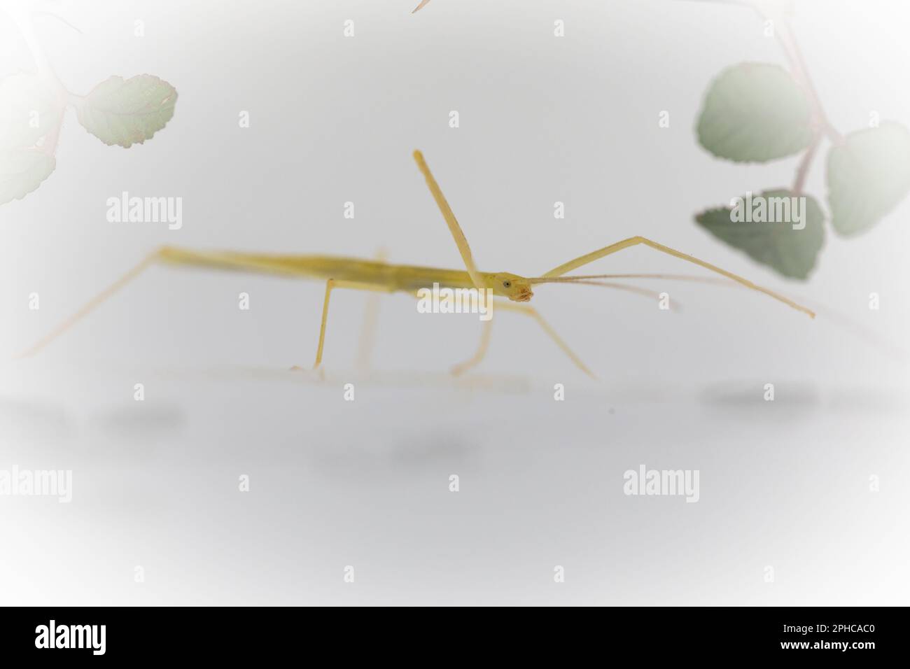 A captive bred pink wing stick insect (Sipyloidea sipylus) walks across ...