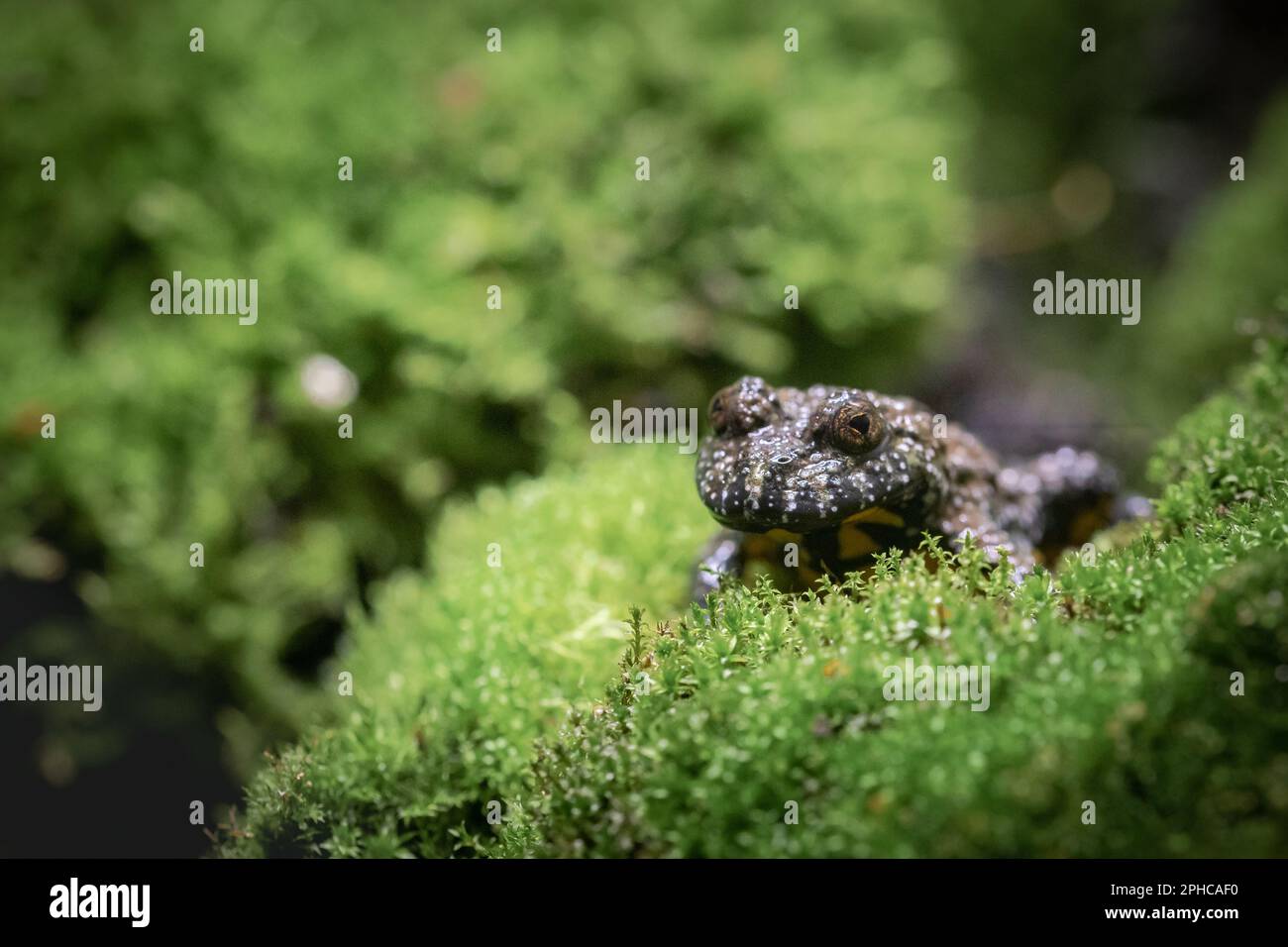 A yellow bellied toad (Bombina variegata) hides in the moss in its tank ...