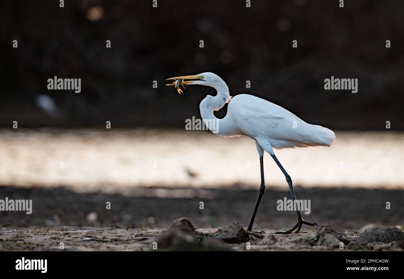 African Yellowbilled Egret . Lake Manze, Selous, Tanzania, November ...