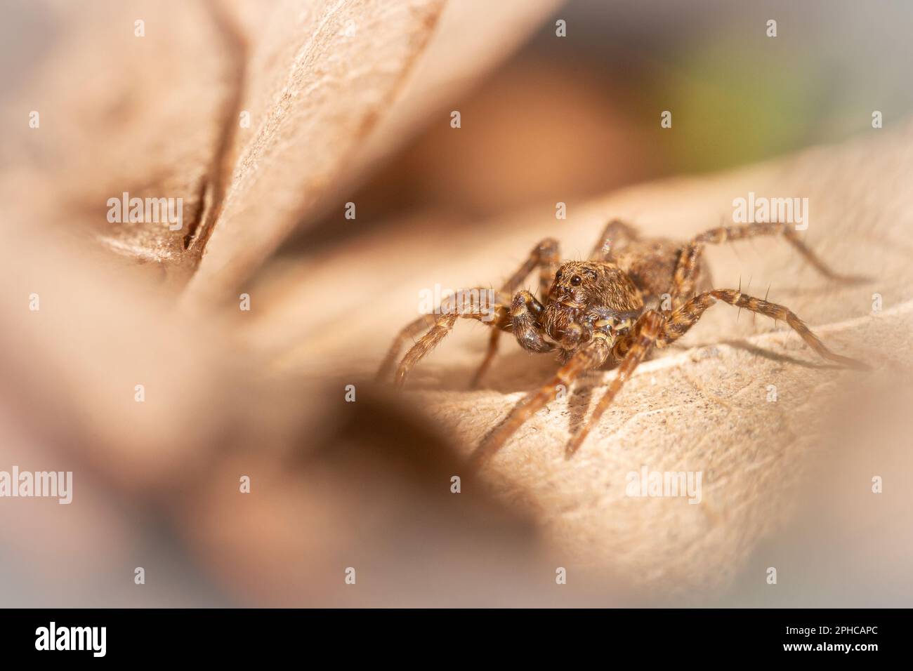 Macro image of a wolf spider (Pardosa sp) hunting in the leaf litter ...