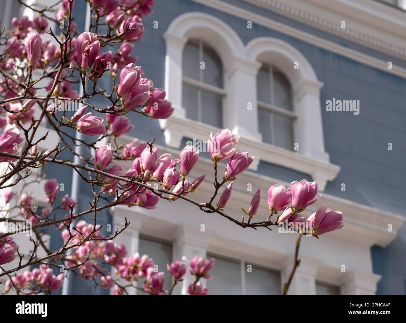 Stunnng pastel pink magnolia flowers, photographed on a bright day in ...