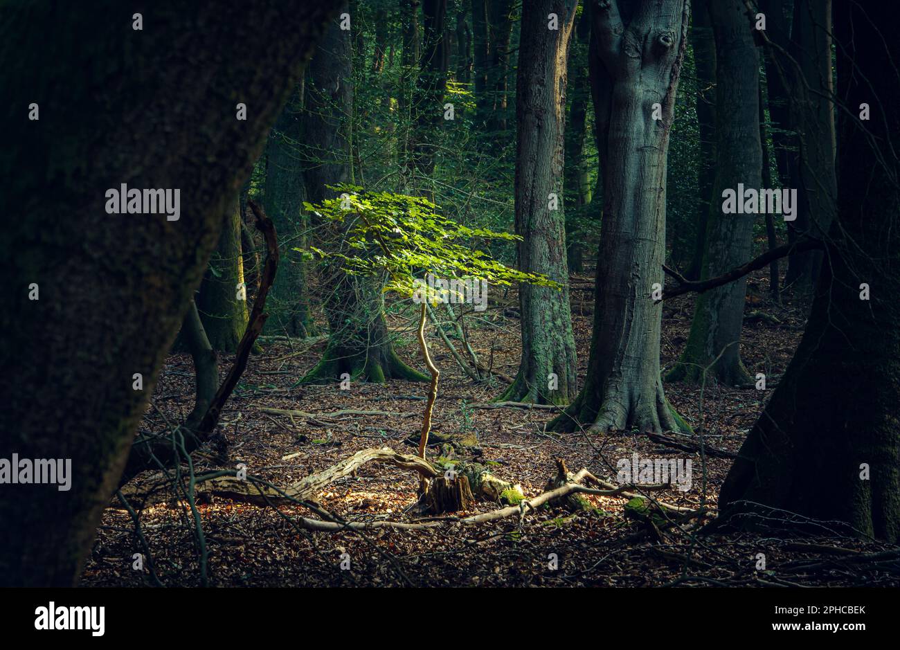 Green colored summer forest in the dutch forest, Speulderbos Putten The ...
