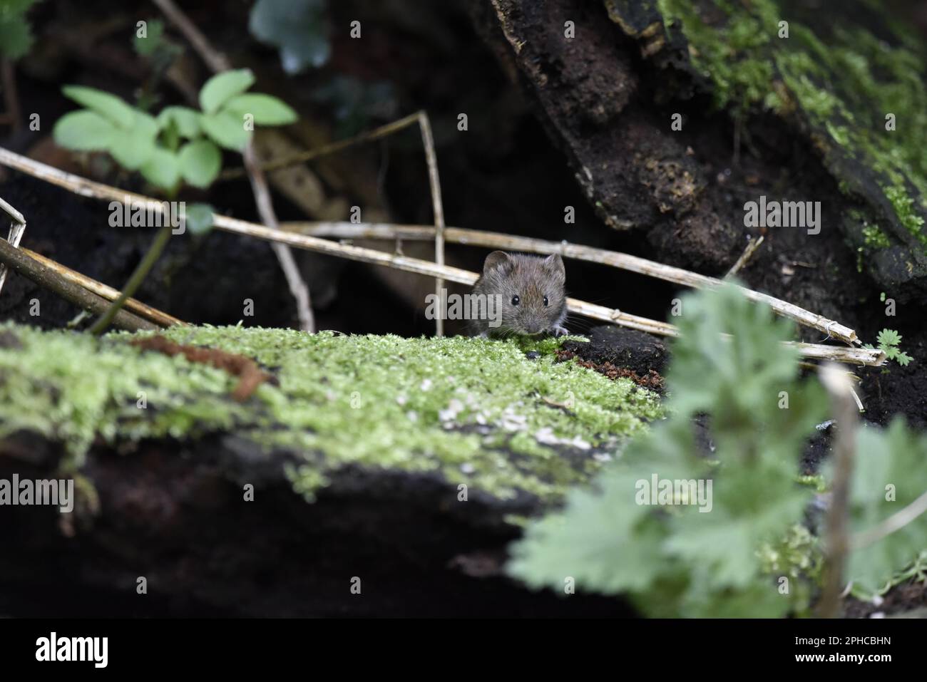 Mossy log march hi-res stock photography and images - Alamy