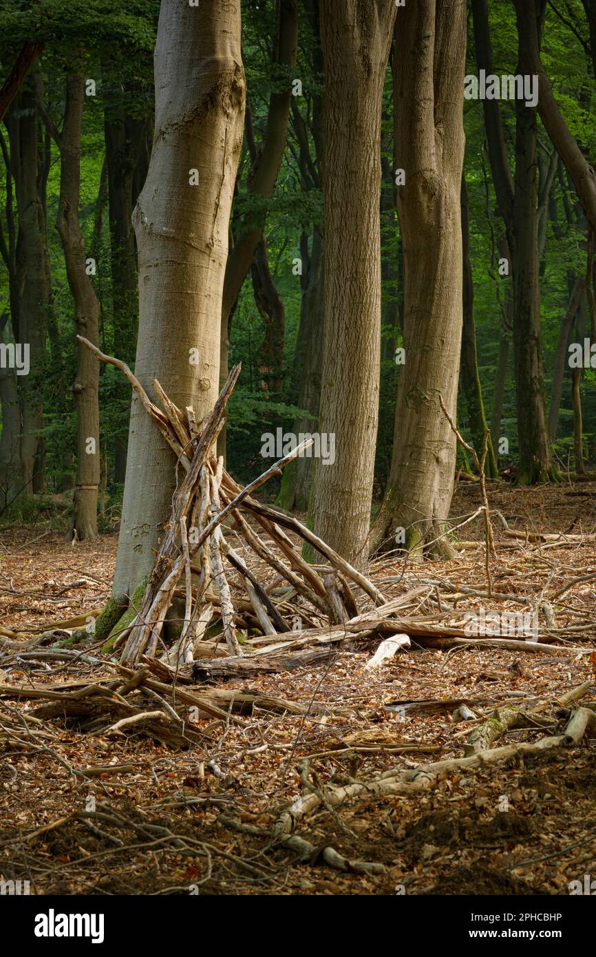 Sticks placed against a tree by children for building a hut in the ...