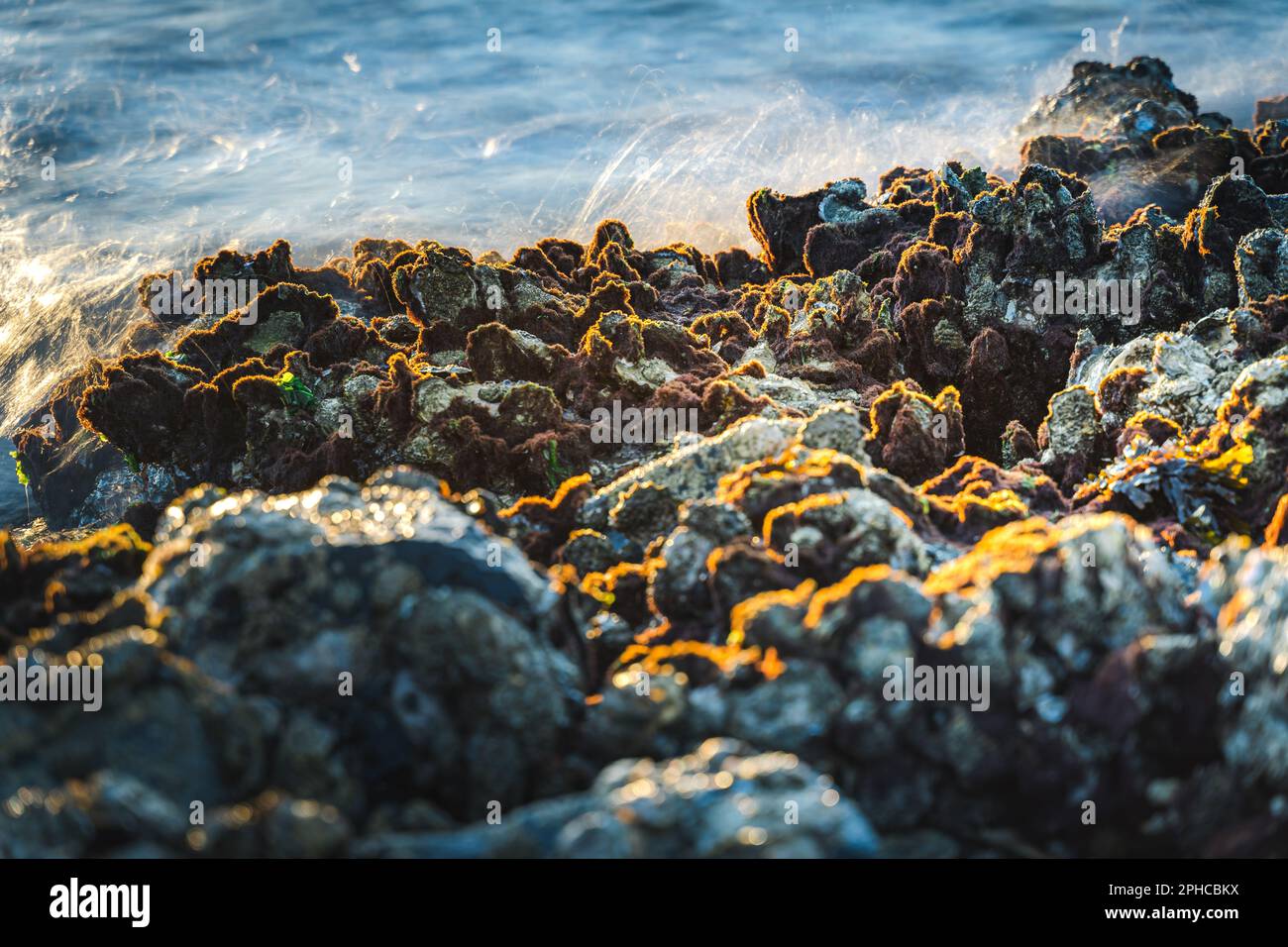Wild creuse oysters shellfish growing on stones in salted water of ...