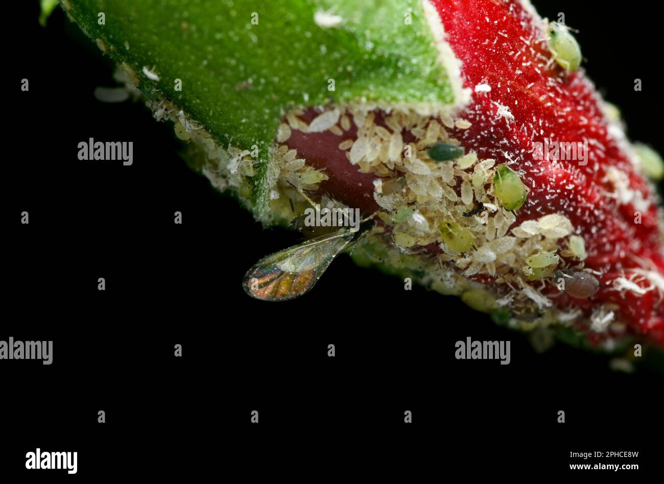 Hibiscus bud covered by aphids which are sucking pest of plant. They ...