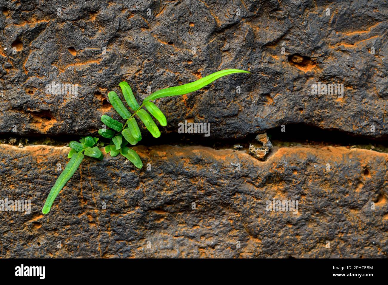 Fern between rocks hi-res stock photography and images - Alamy