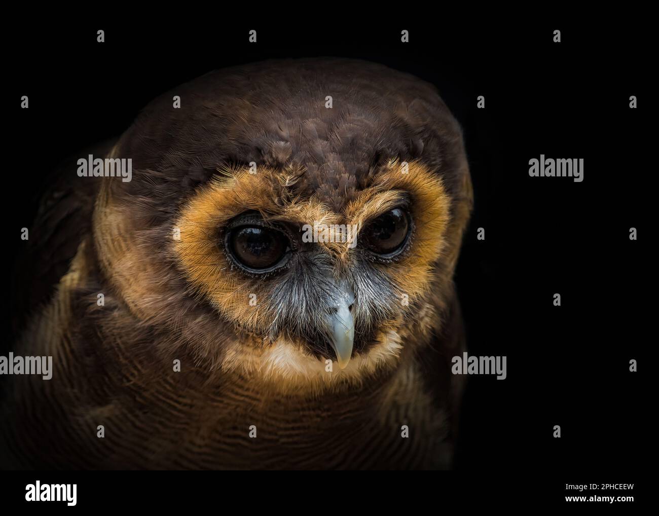 Malay owl closeup in hi-res stock photography and images - Alamy