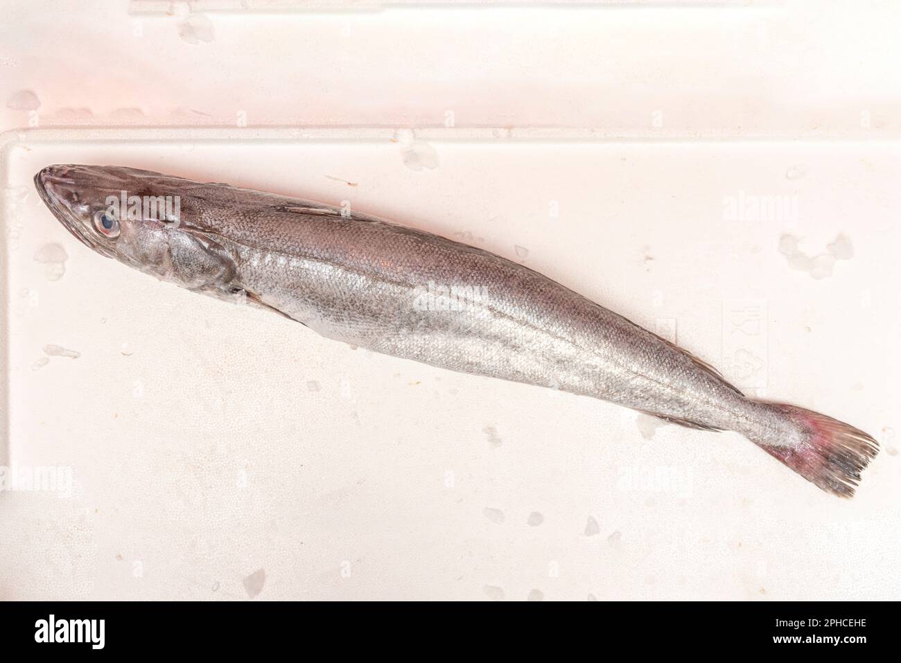 All varieties of hake are exploited as a fishing resource in the ...