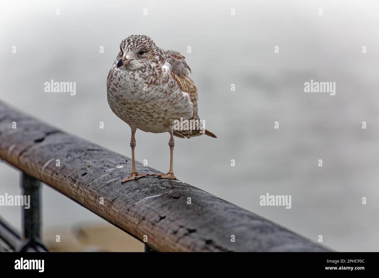 The Ring-billed Gull, Larus delawarensis, is among the most common ...