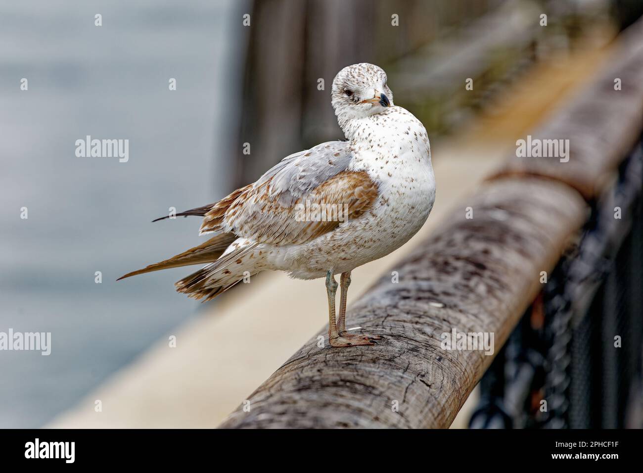 The Ring-billed Gull, Larus delawarensis, is among the most common ...