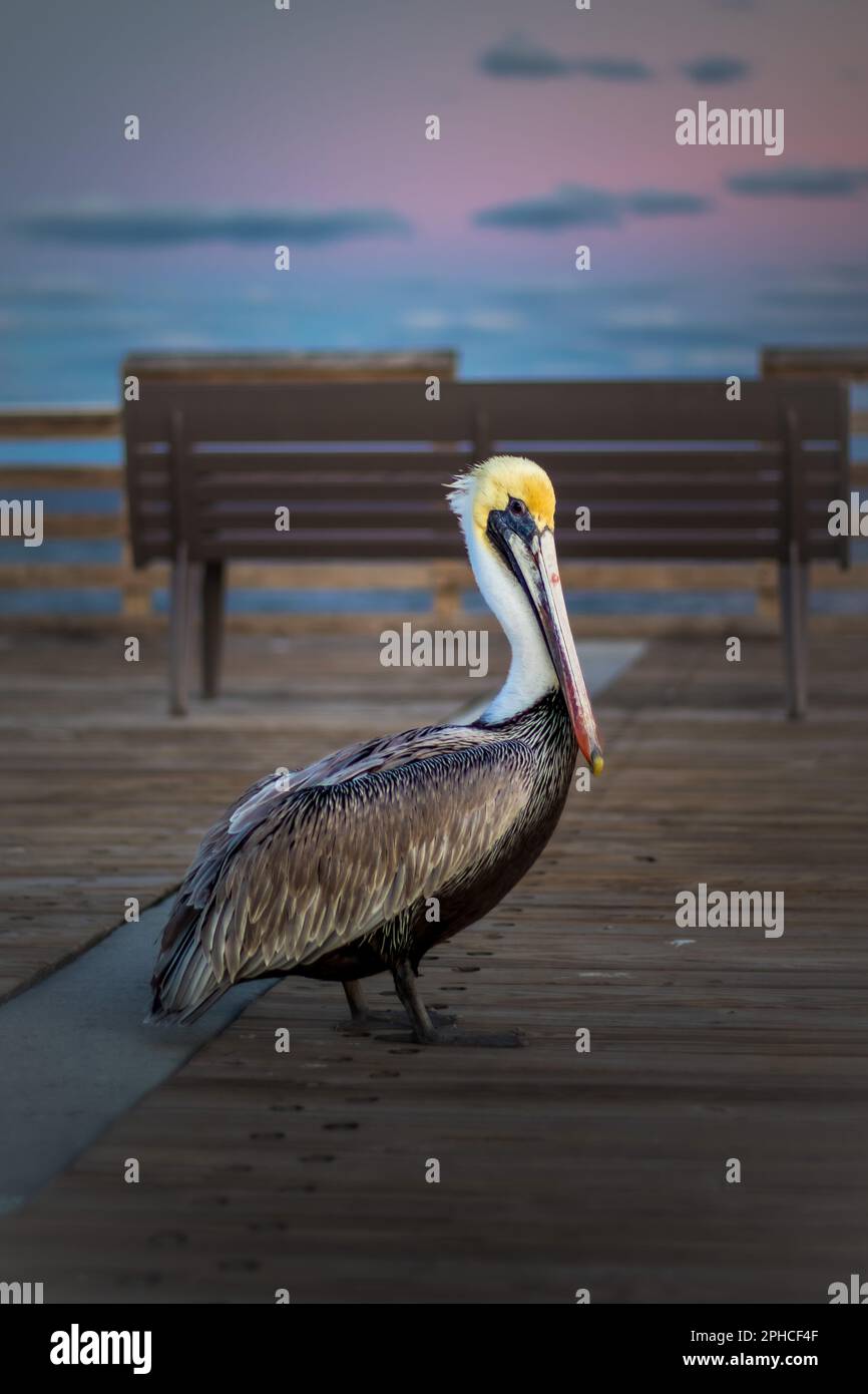 A brown pelican perched on a wooden bench facing a serene beach ...