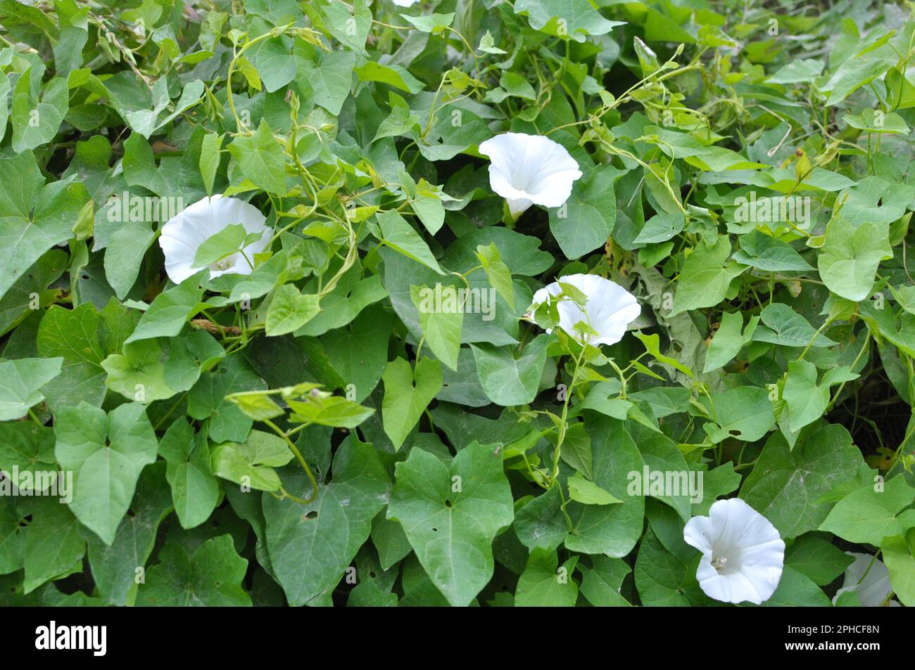 The plant bindweed Calystegia sepium grows in the wild Stock Photo - Alamy