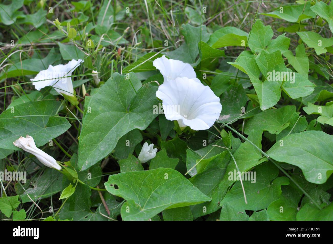 The plant bindweed Calystegia sepium grows in the wild Stock Photo - Alamy
