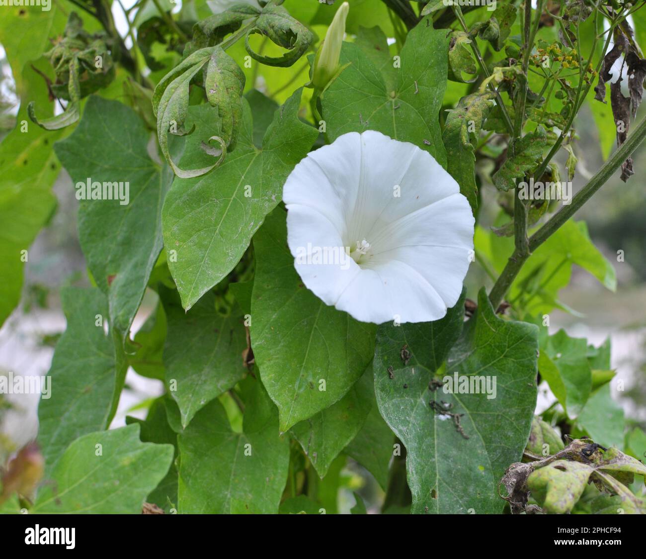 The plant bindweed Calystegia sepium grows in the wild Stock Photo - Alamy