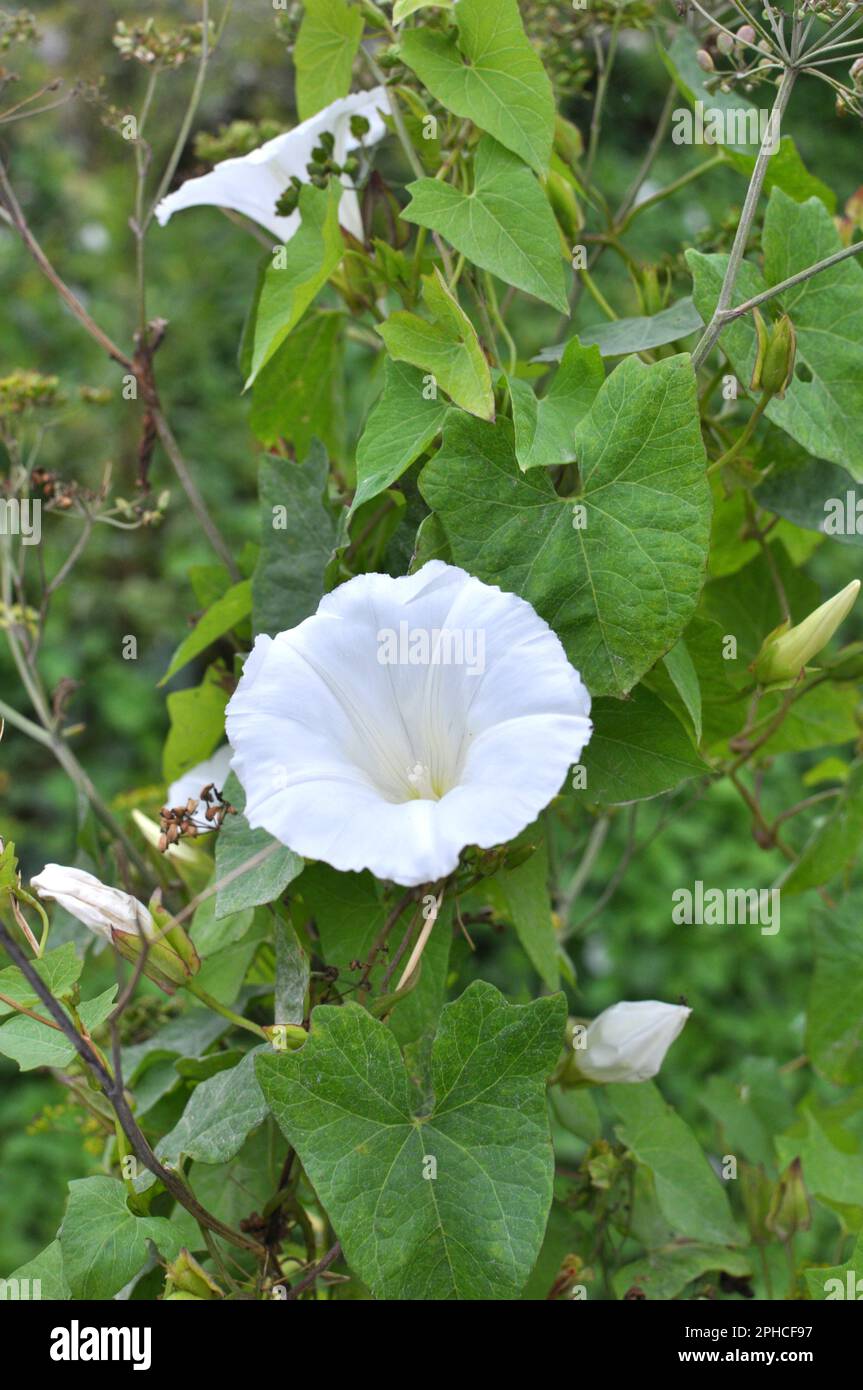 The plant bindweed Calystegia sepium grows in the wild Stock Photo - Alamy