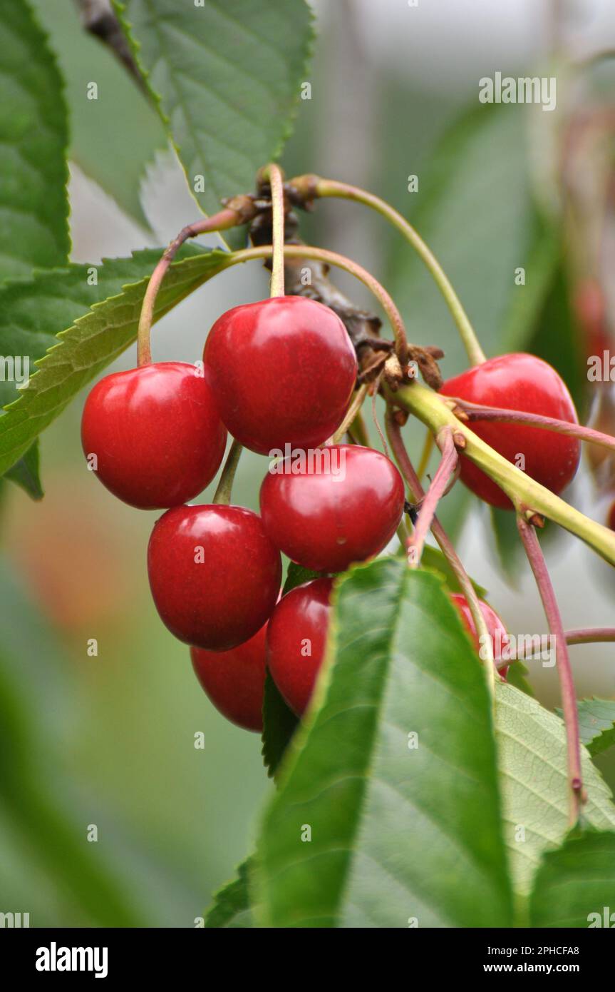 On a tree branch, ripe red berries sweet cherry (Prunus avium Stock ...