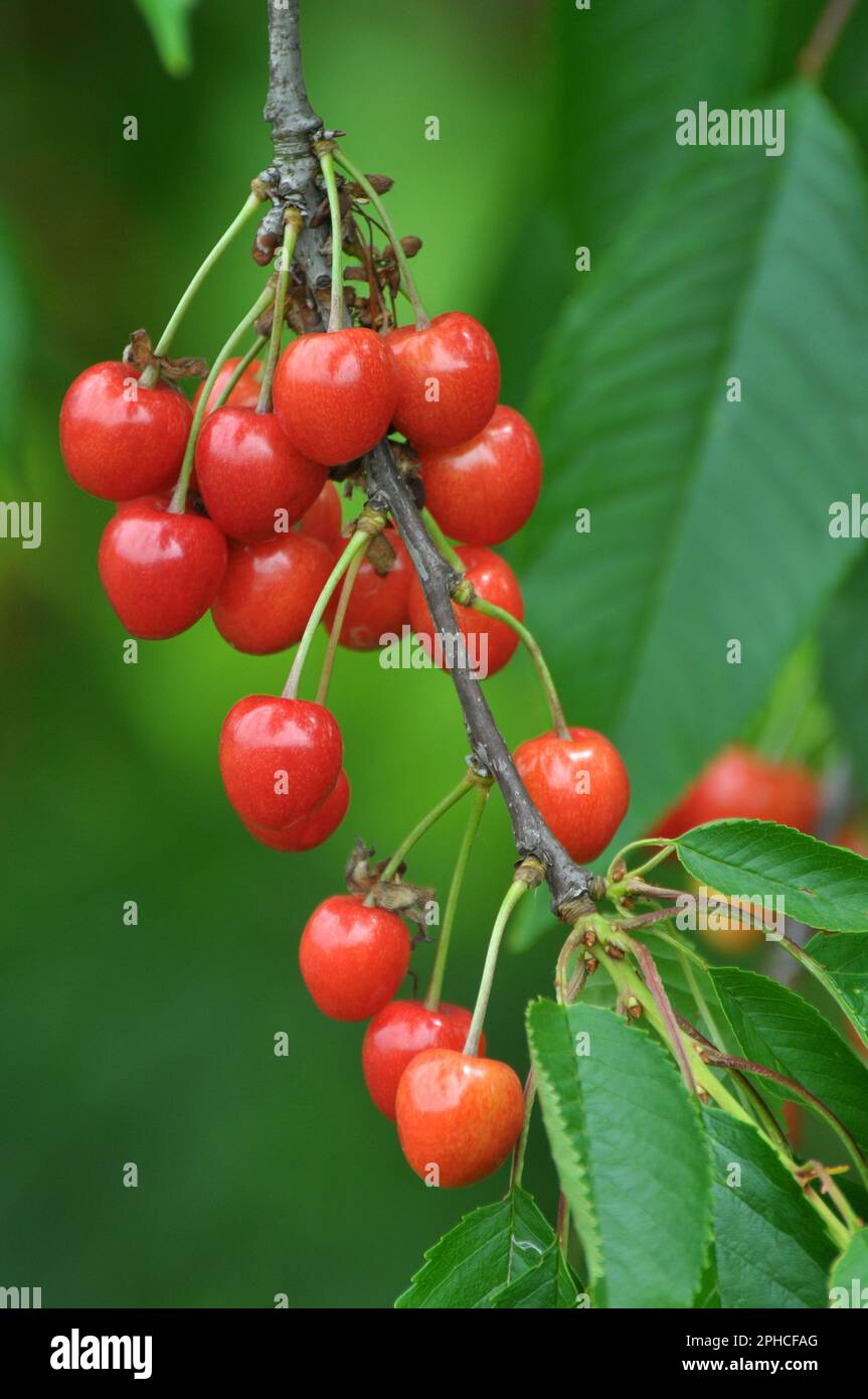 On a tree branch, ripe red berries sweet cherry (Prunus avium Stock ...