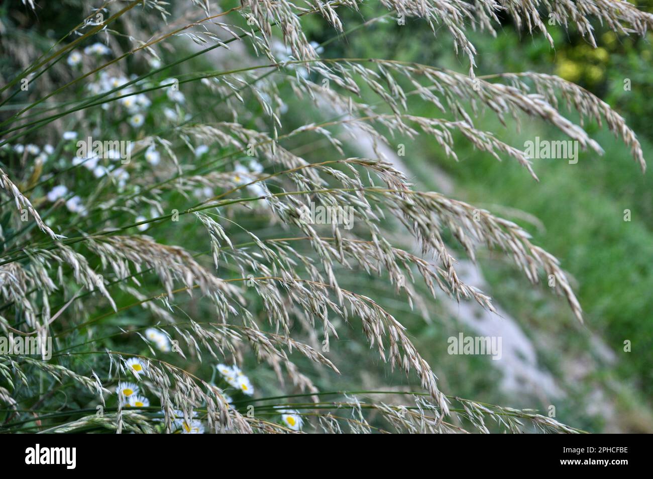In the meadow among wild grasses grows ryegrass (Arrhenatherum elatius ...