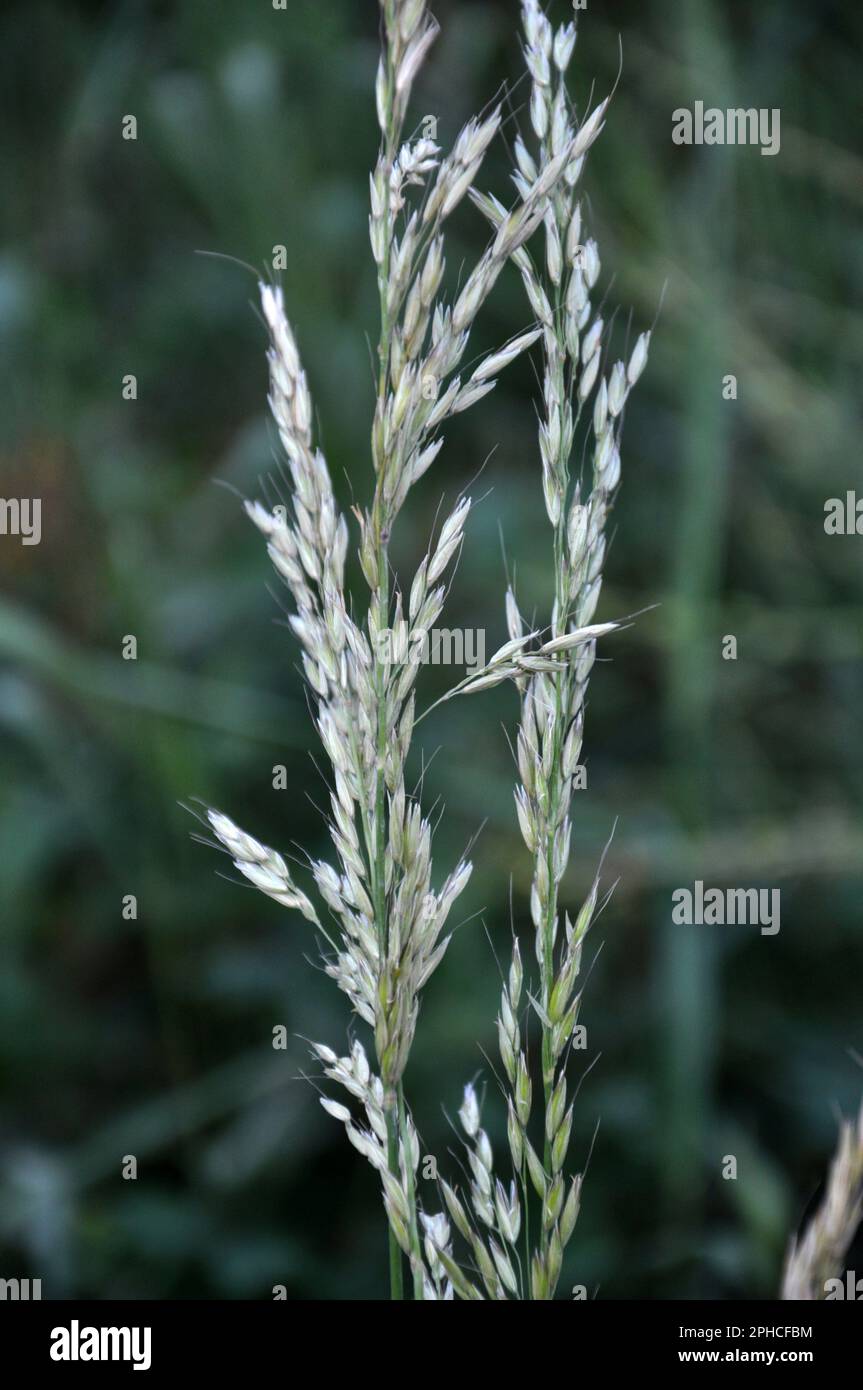 In the meadow among wild grasses grows ryegrass (Arrhenatherum elatius ...
