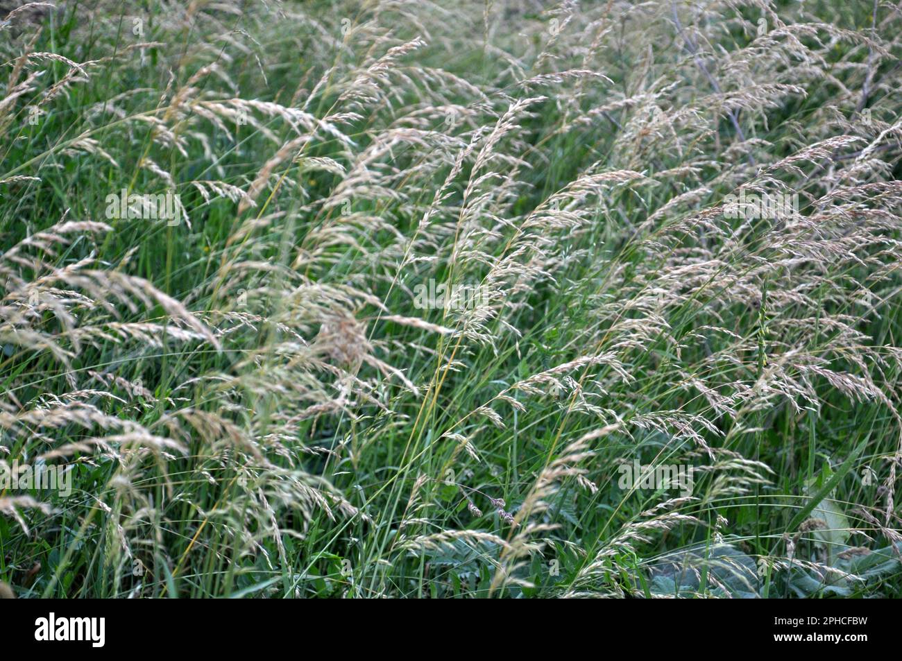 In the meadow among wild grasses grows ryegrass (Arrhenatherum elatius ...