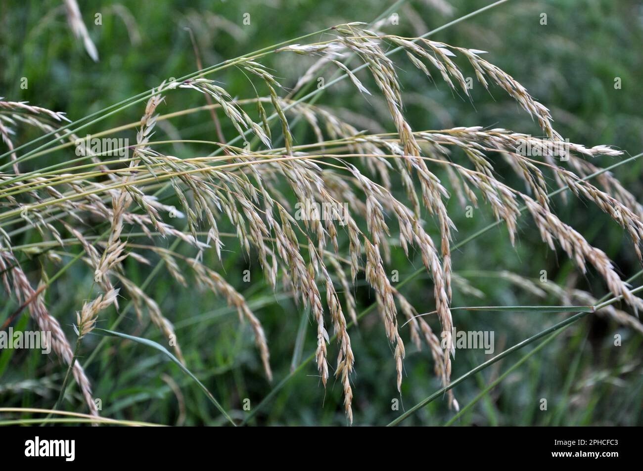 In the meadow among wild grasses grows ryegrass (Arrhenatherum elatius ...