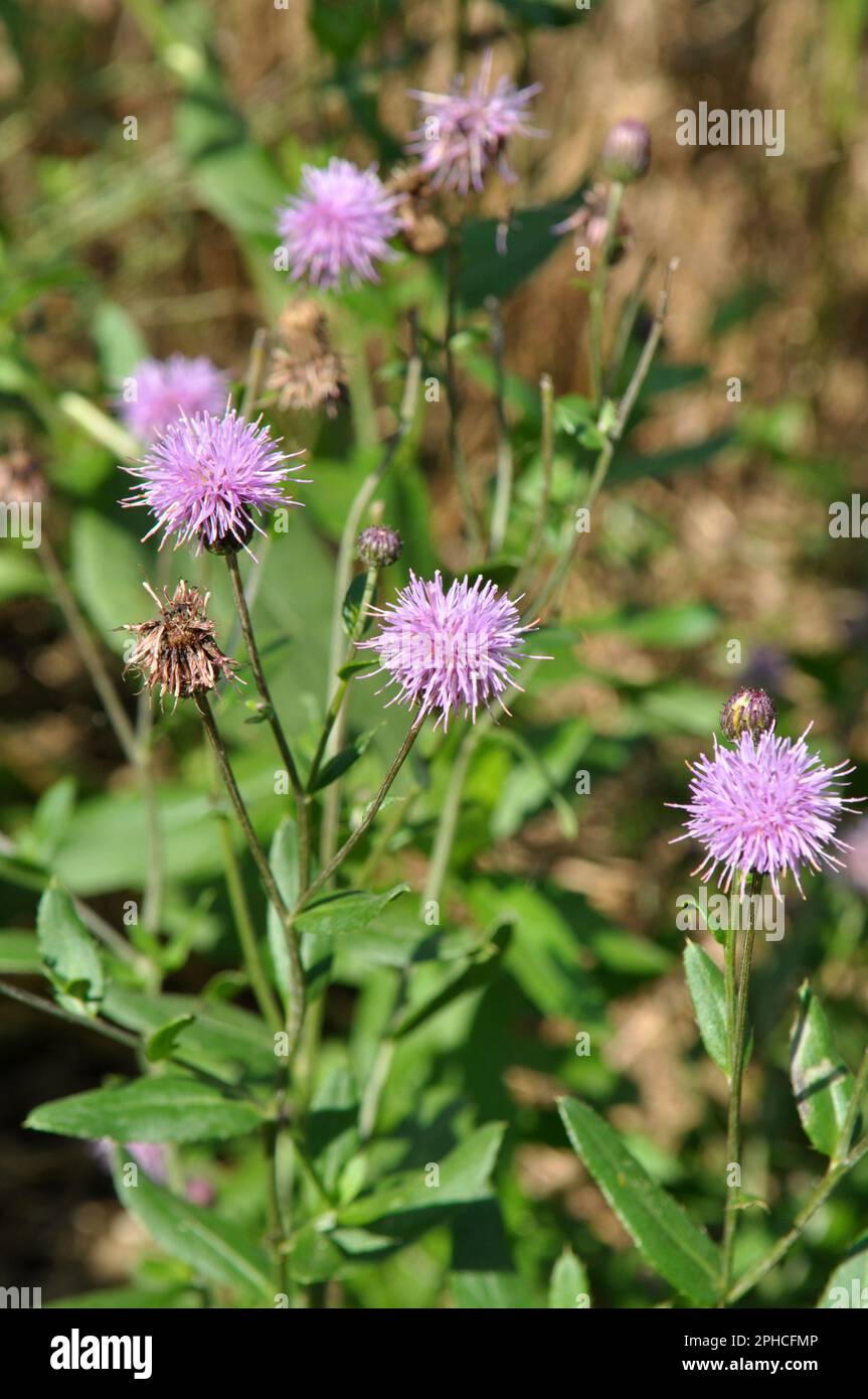 Among the herbs in the wild grows and blooms thistle field (Cirsium ...