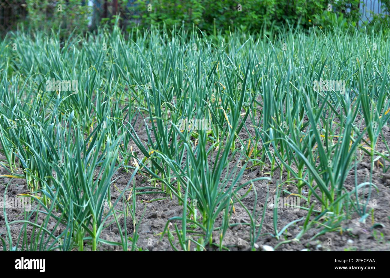 In the field in open organic soil garlic grows Stock Photo - Alamy