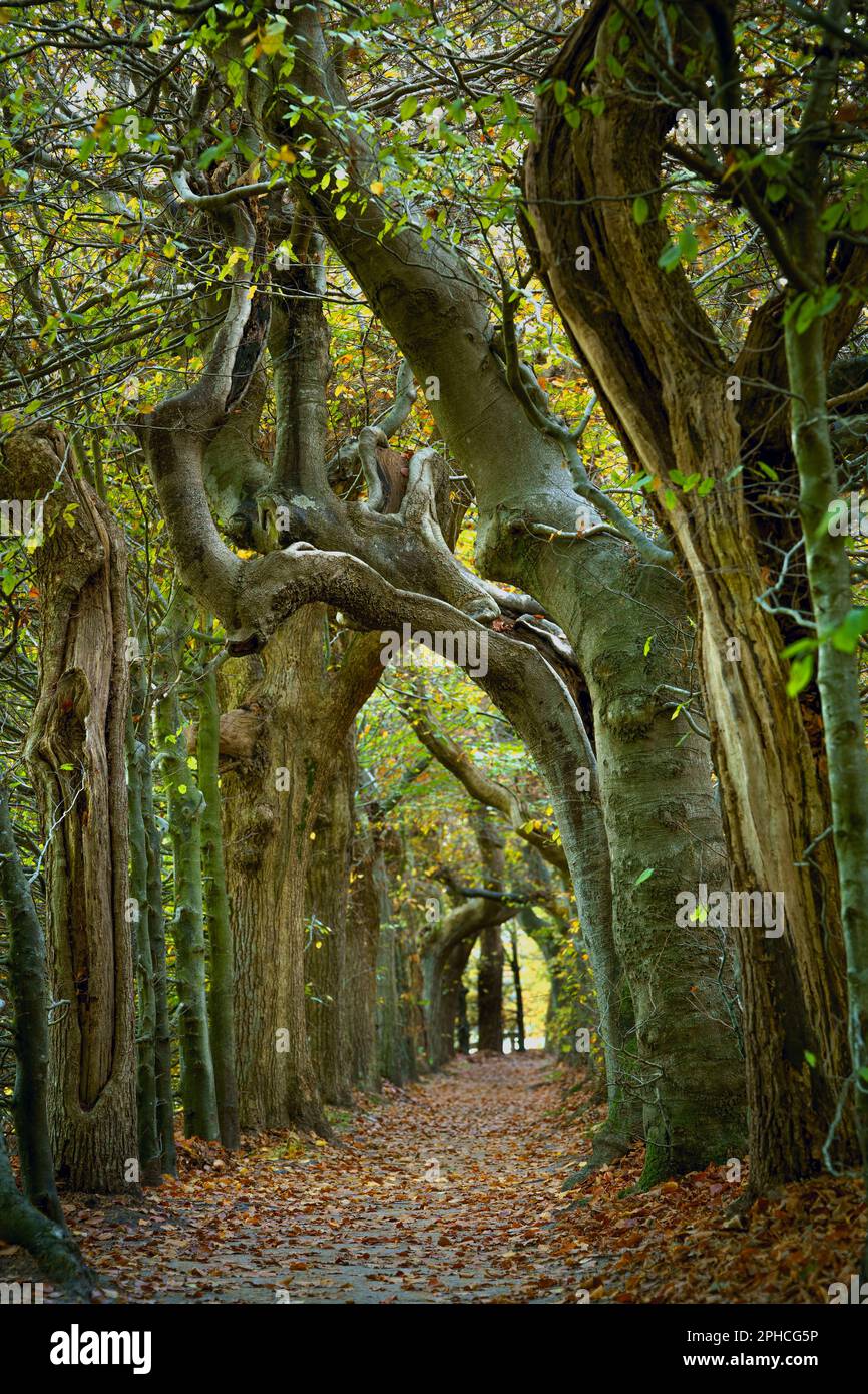 Beautiful autumn romantic tree tunnel. Natural tree tunnel in teh ...