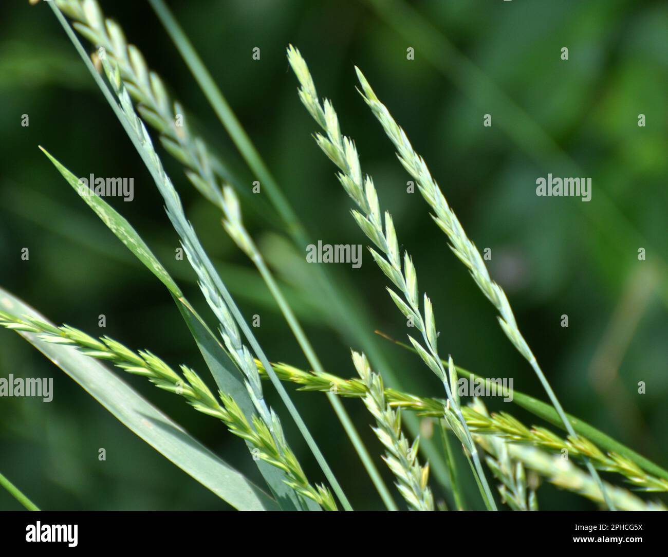 In the meadow, in the wild grows grass and weeds Elymus repens Stock ...