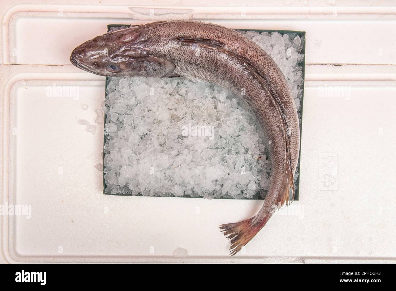 It is called whiting when its size does not exceed a kilo and a half ...