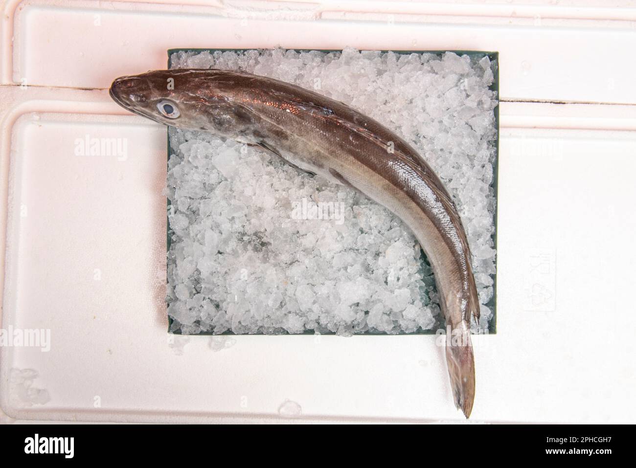 It is called whiting when its size does not exceed a kilo and a half ...