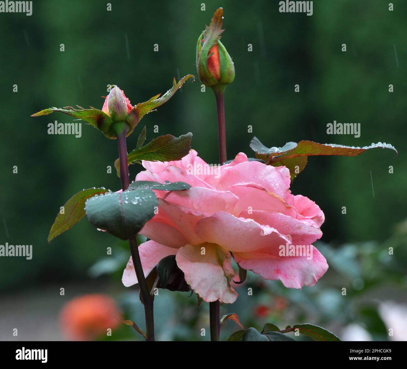 Garden red roses bloom in hi-res stock photography and images - Alamy