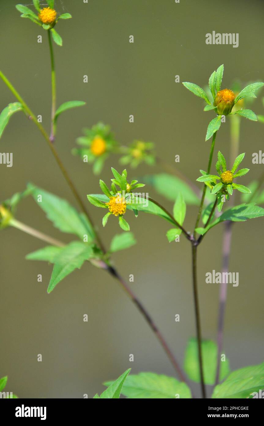 In the wild grows grass bidens frondosa Stock Photo - Alamy