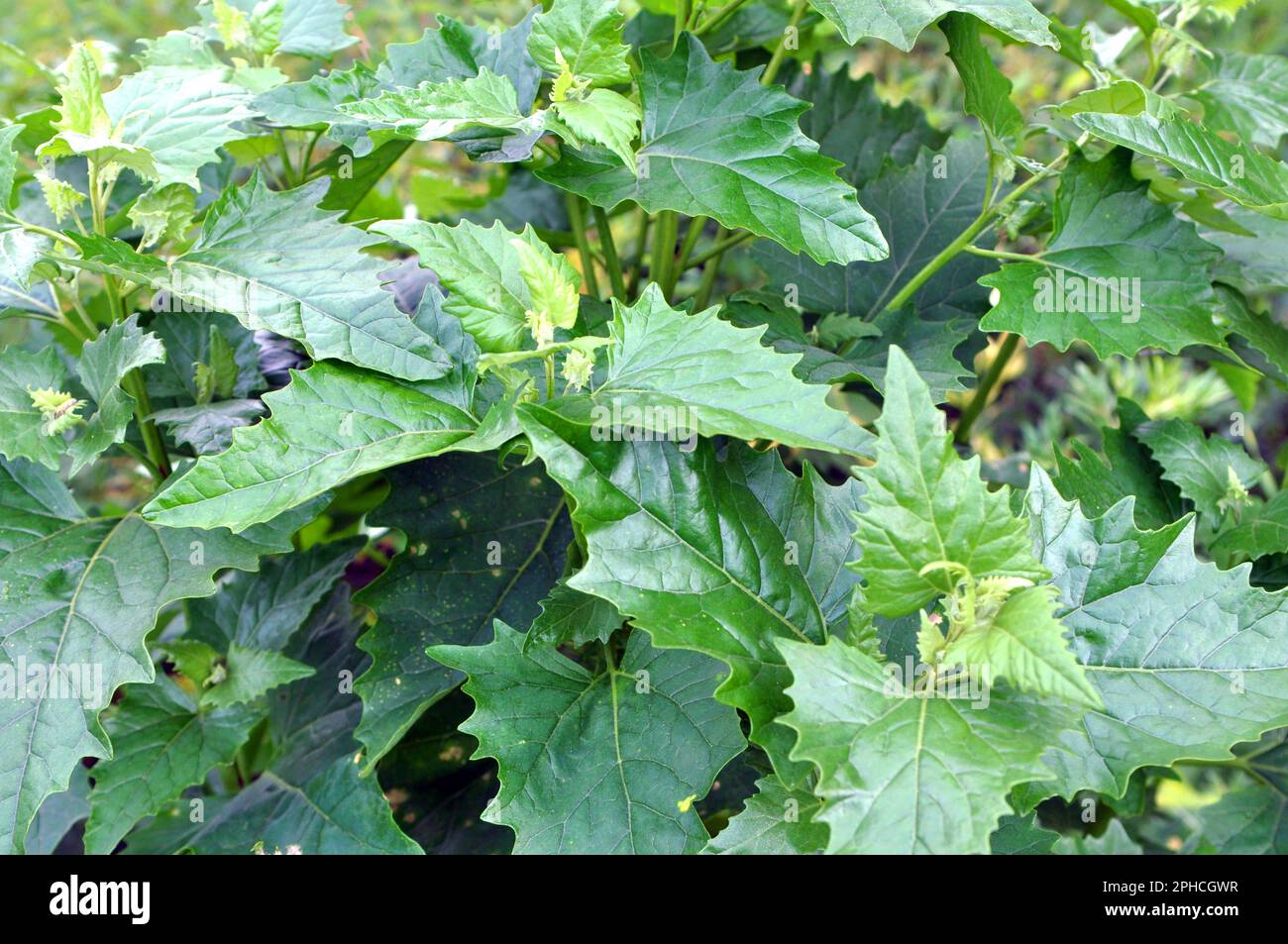 In nature, the field grows a chenopodium hybridum (Chenopodiastrum ...