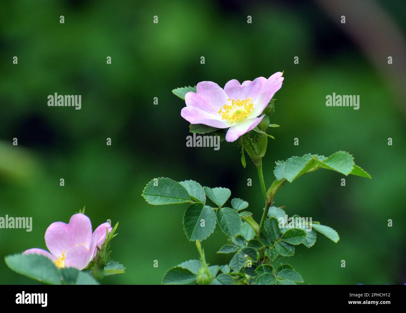 Wild rose bush hi-res stock photography and images - Alamy