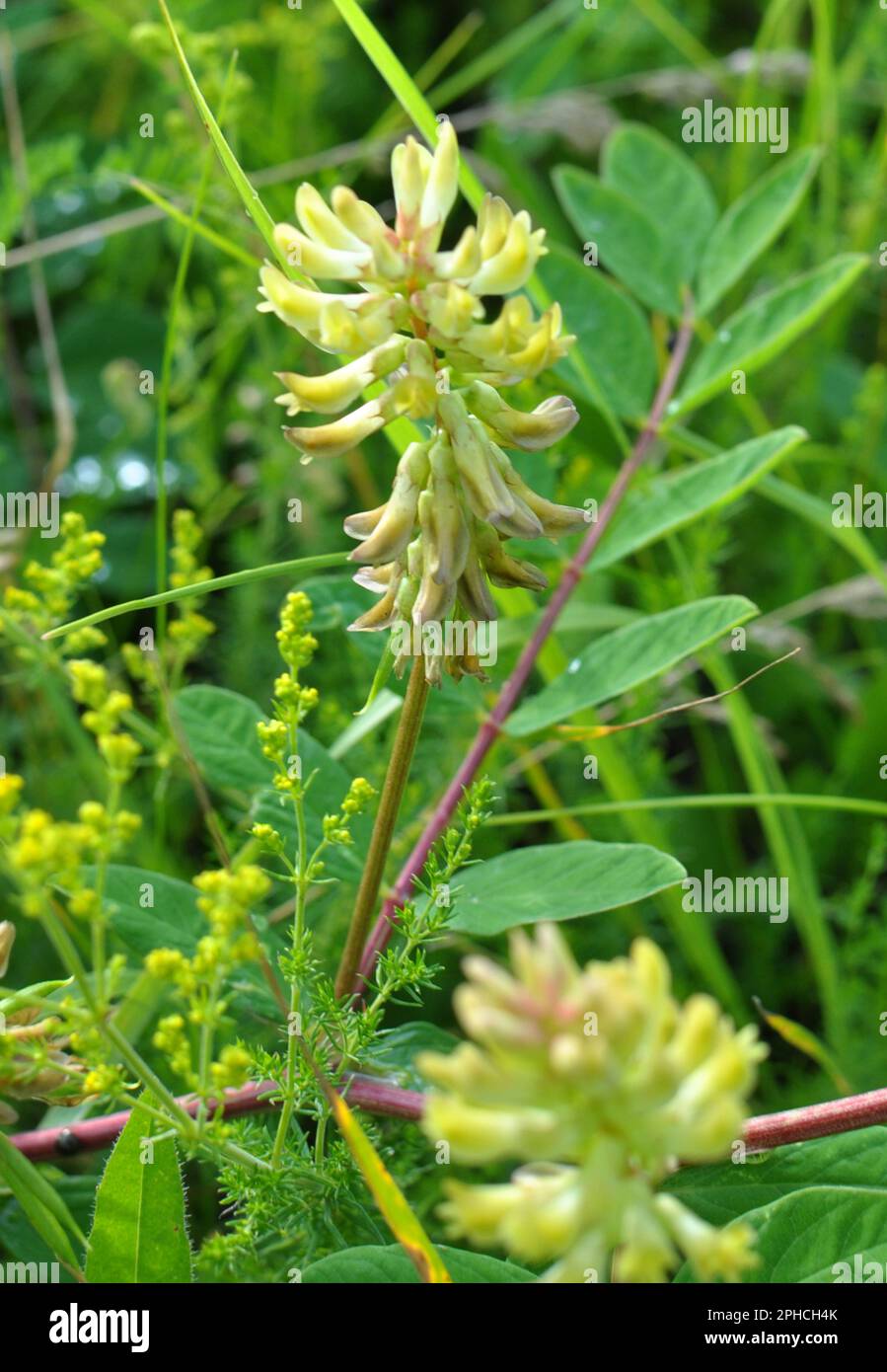Astragalus (Astragalus glycyphyllos) grows in the wild Stock Photo - Alamy