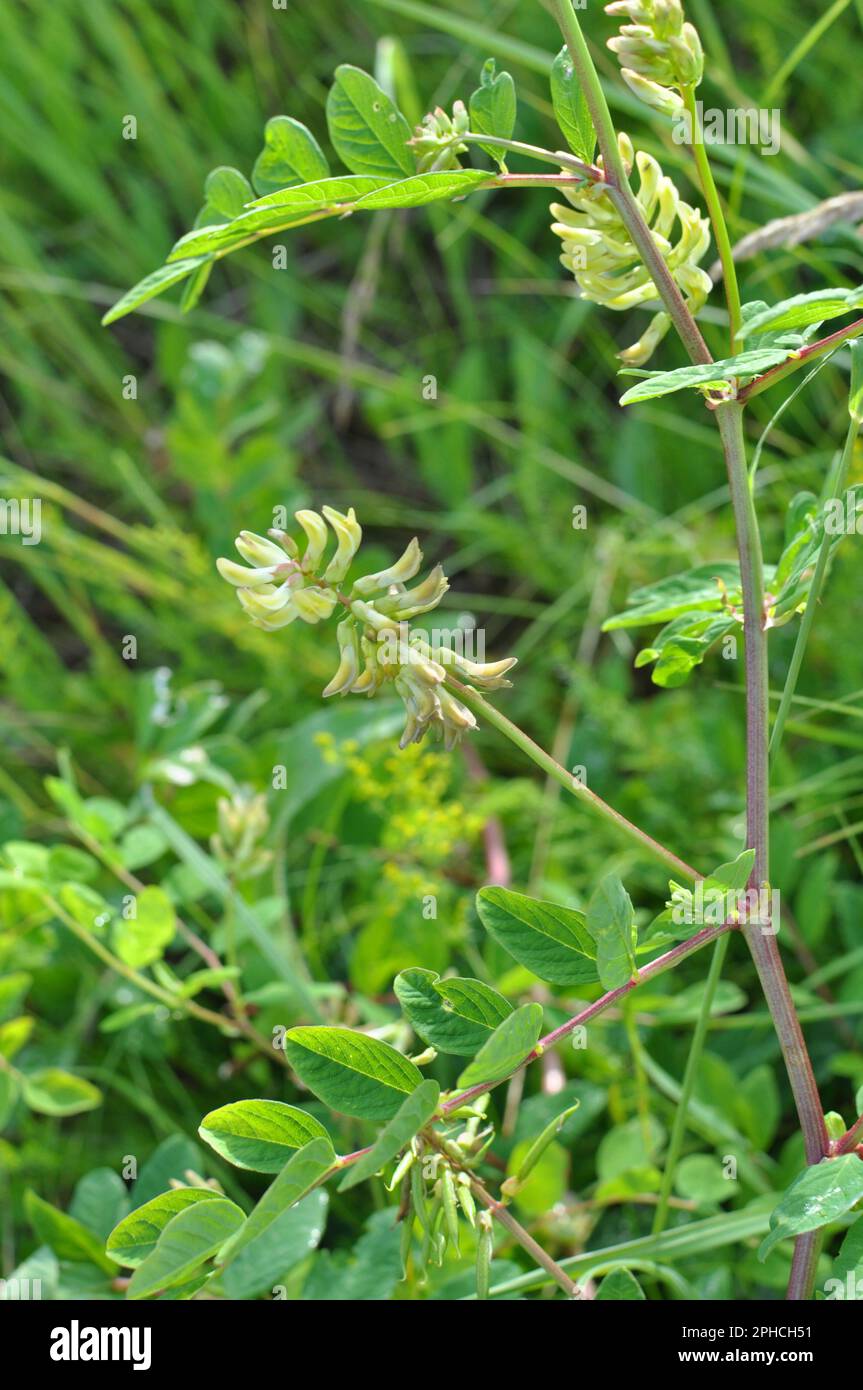 Astragalus (Astragalus glycyphyllos) grows in the wild Stock Photo - Alamy