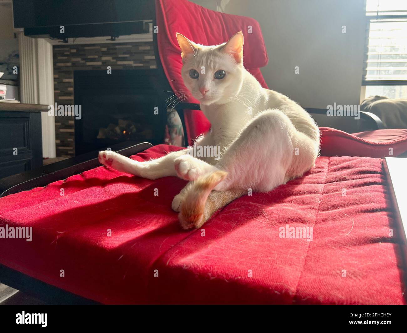 Mitzie the princess hi-res stock photography and images - Alamy