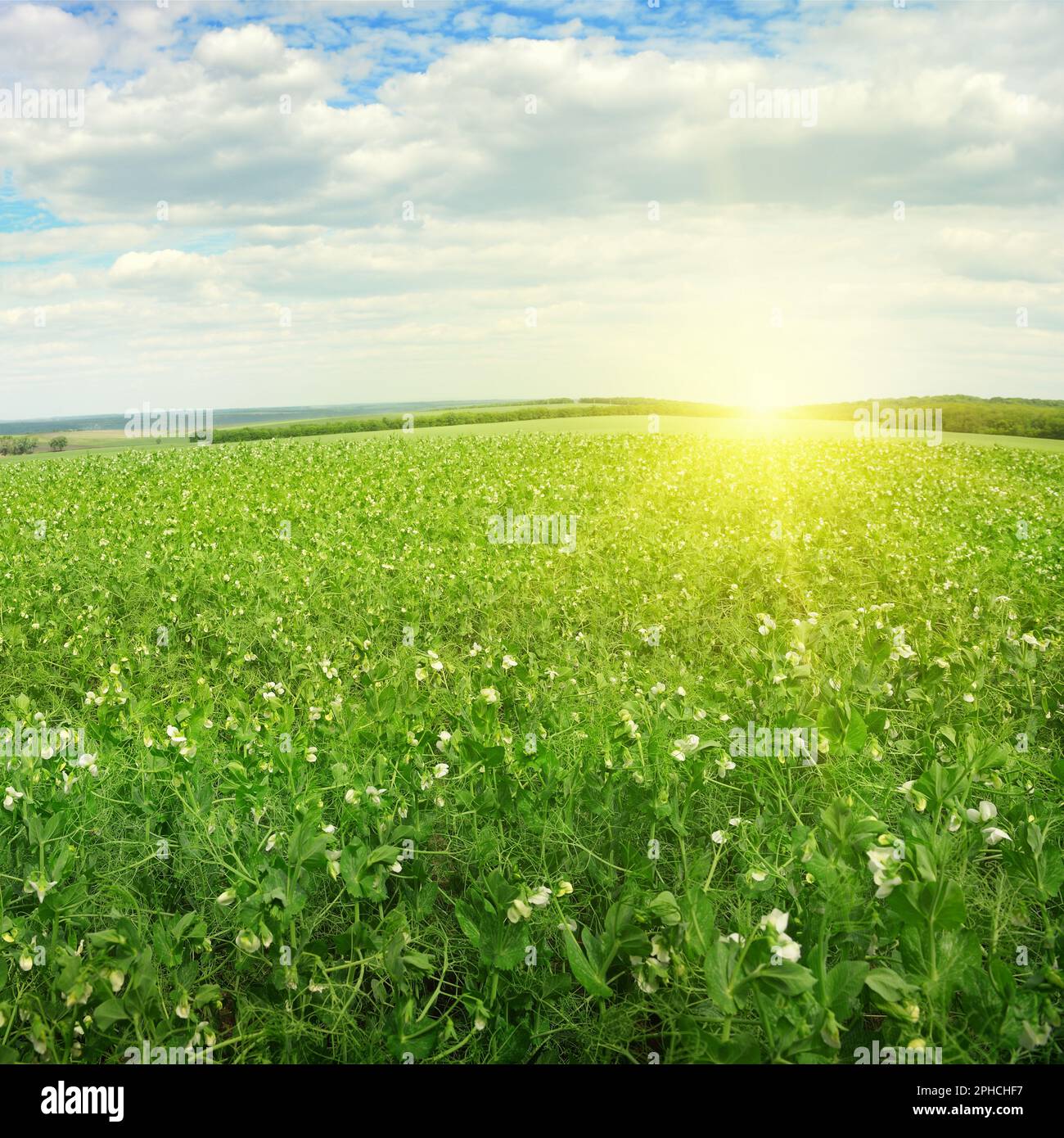 Sunrise over flower fields hi-res stock photography and images - Alamy