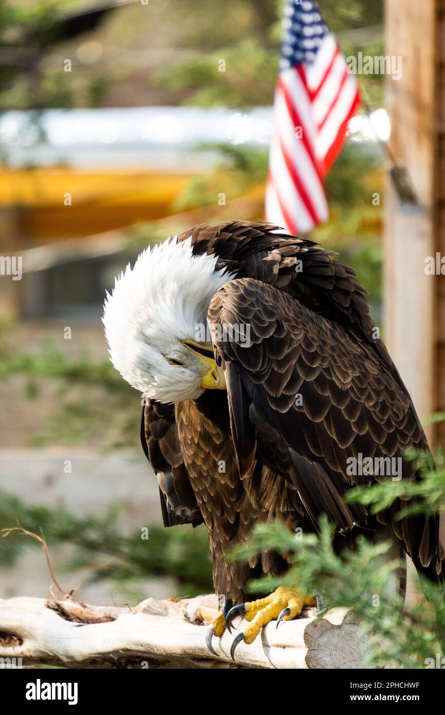 American Bald Eagle Stock Photo - Alamy
