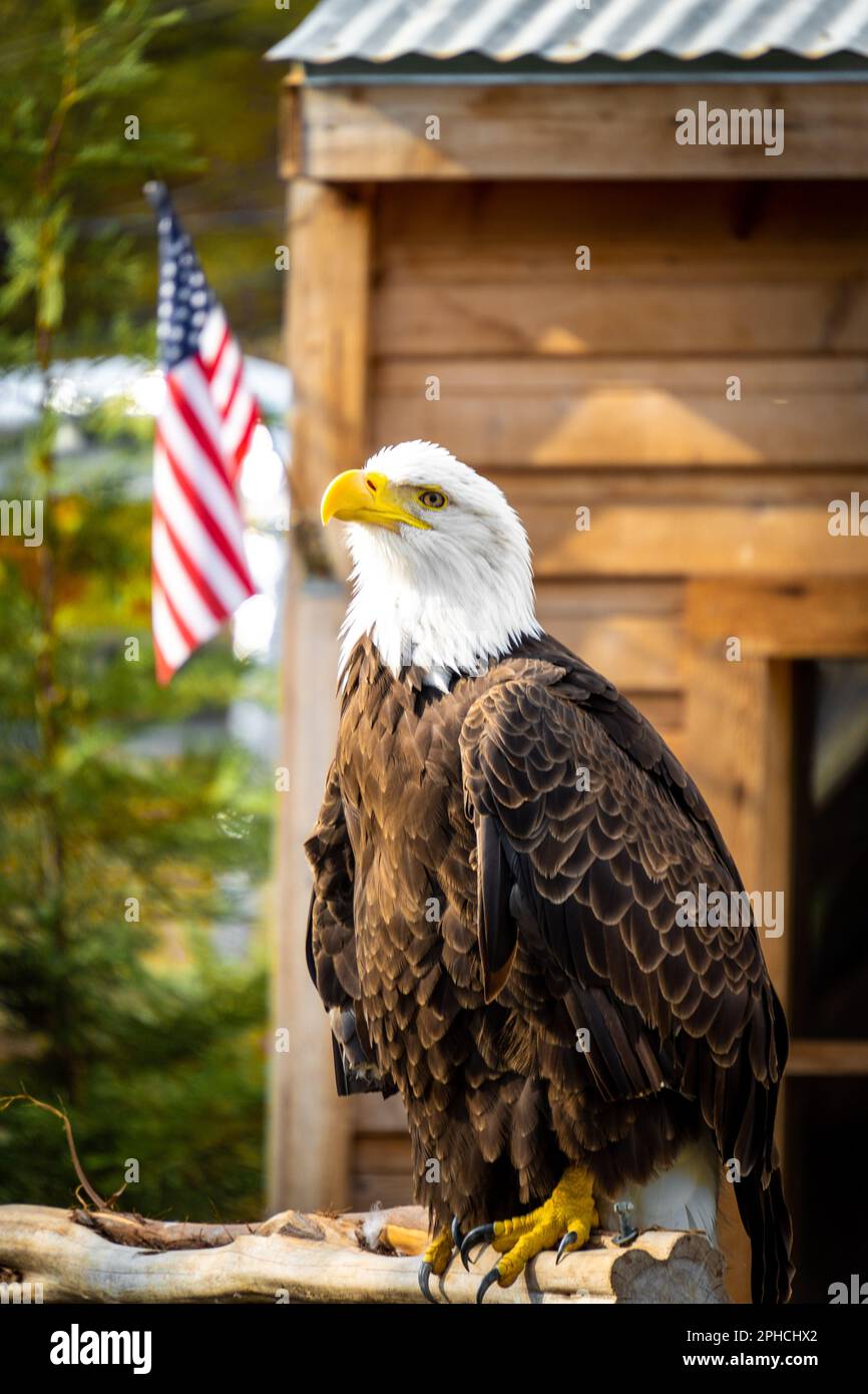 American Bald Eagle Stock Photo - Alamy