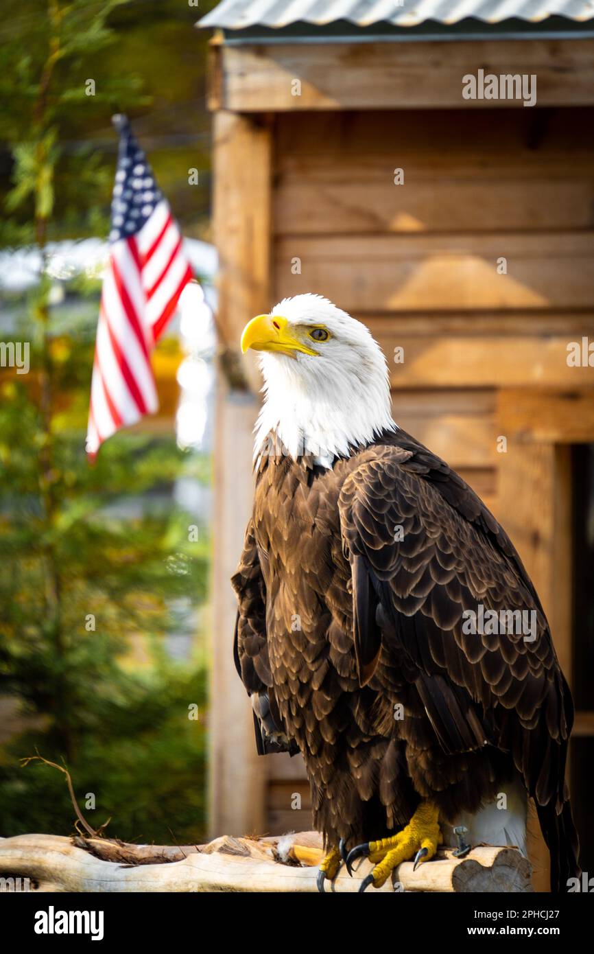American Bald Eagle Stock Photo - Alamy