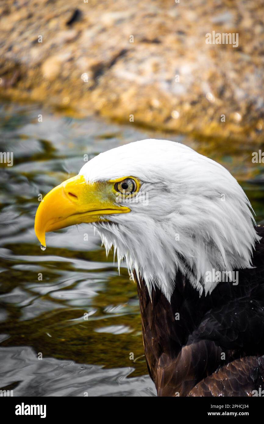 American Bald Eagle Stock Photo - Alamy